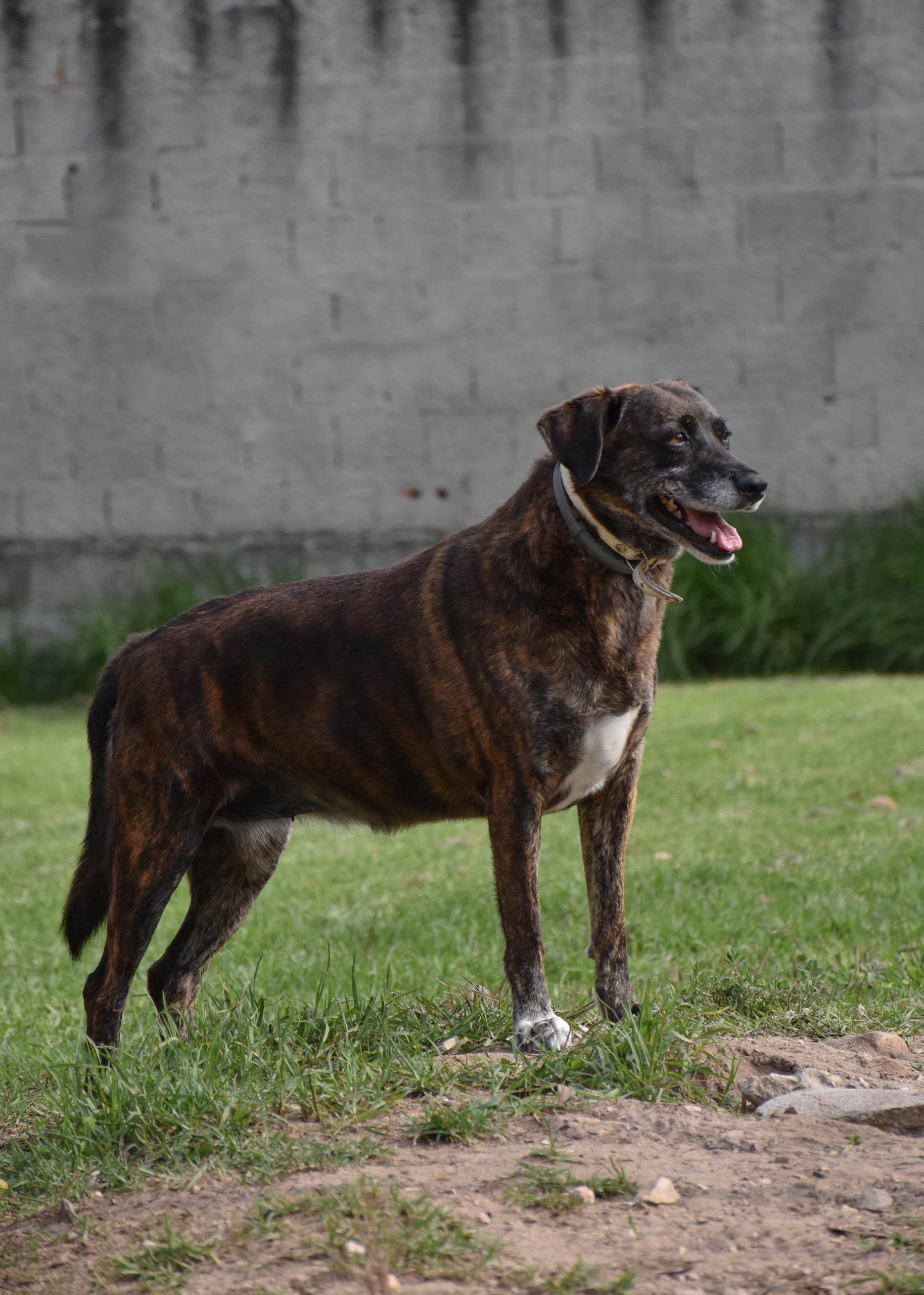 Tigressa – Maureen Gray Foundation